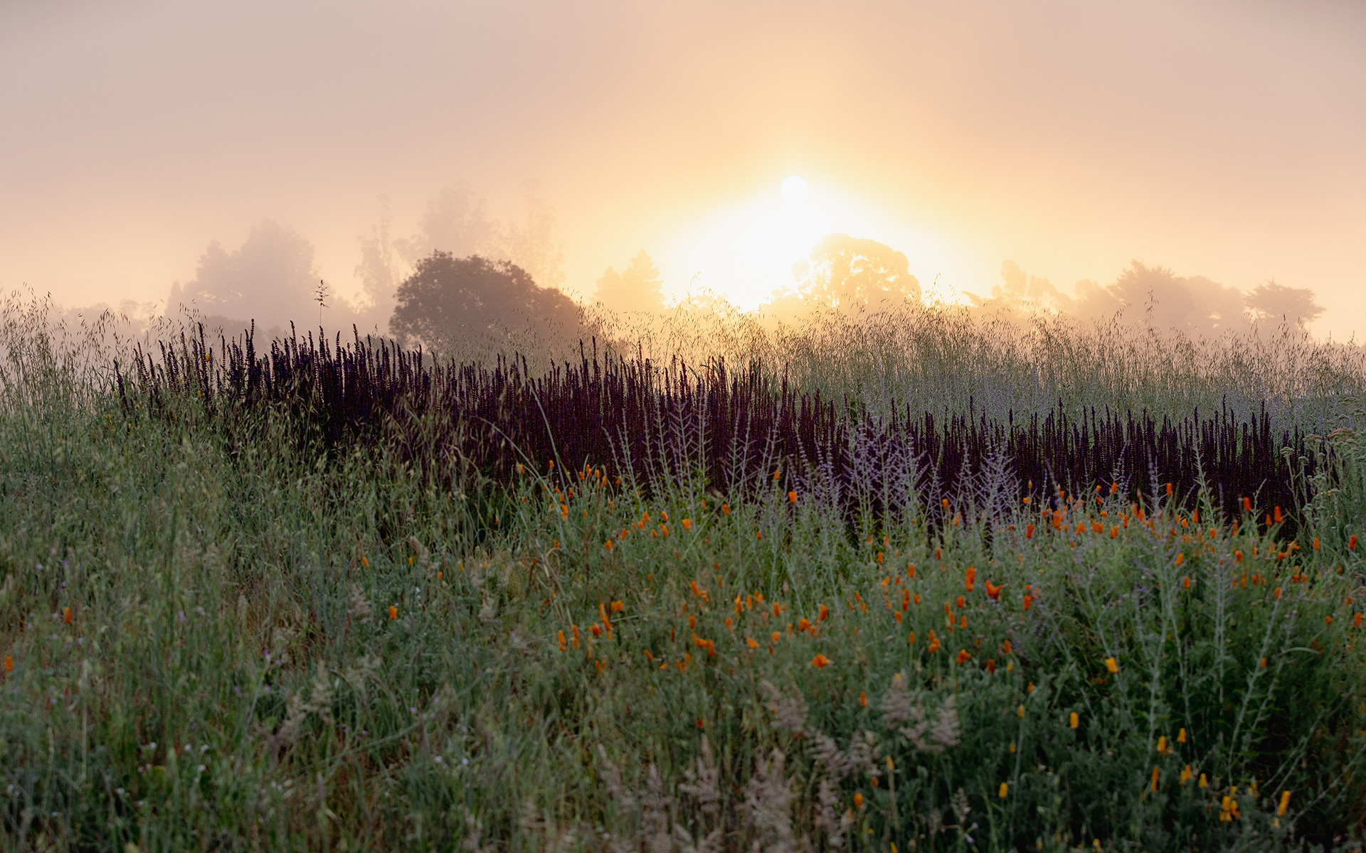 West County Lavender Farm - Dexter